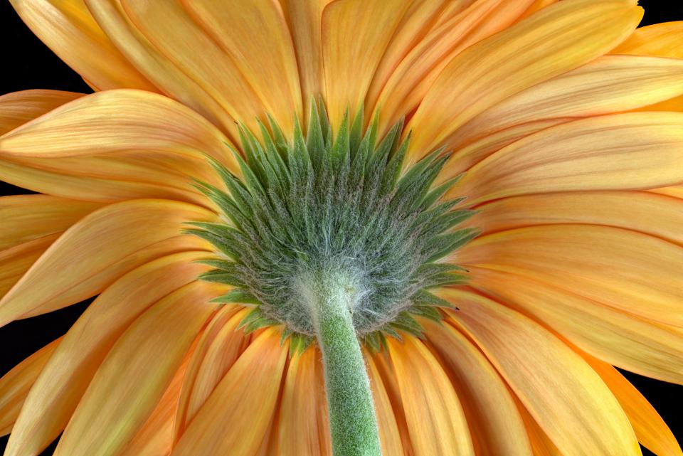 The Daisy's Behind | Shutterbug